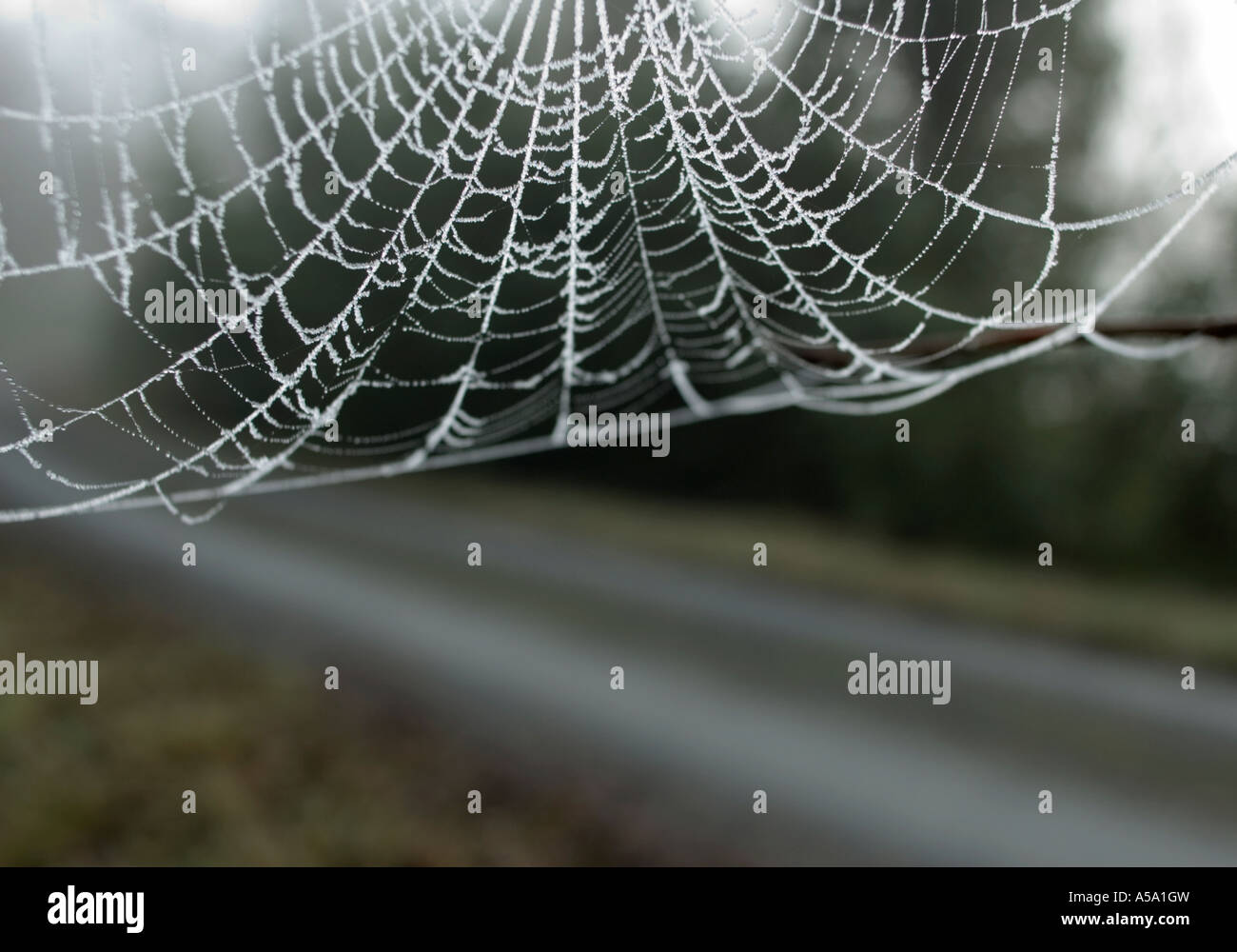 A frozen cobweb above a country lane Stock Photo - Alamy
