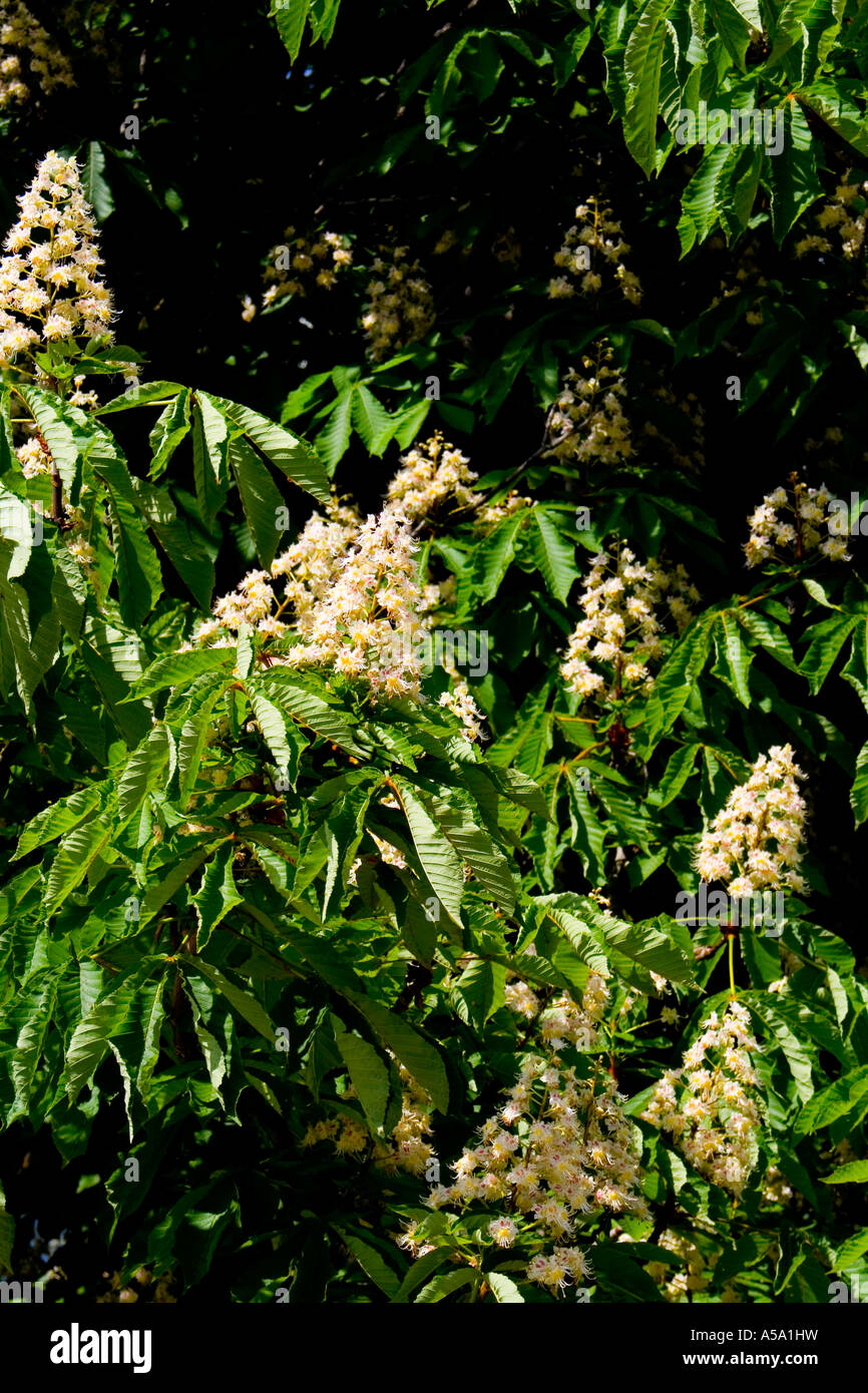 Blooming chestnut tree in Alhambra Stock Photo - Alamy