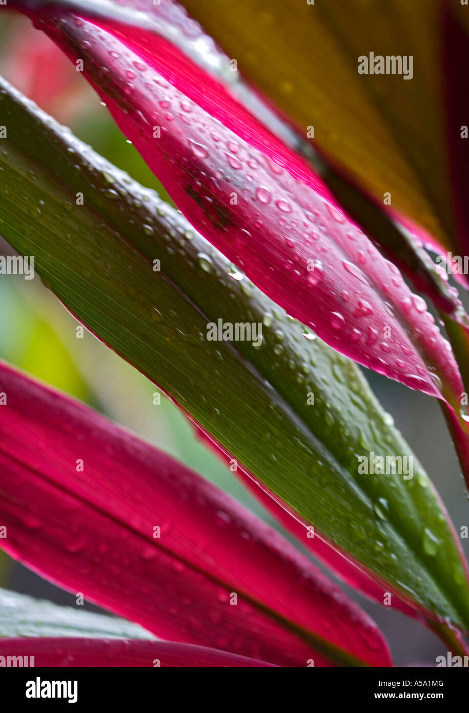 After the rain tropical plants - Réunion Stock Photo - Alamy