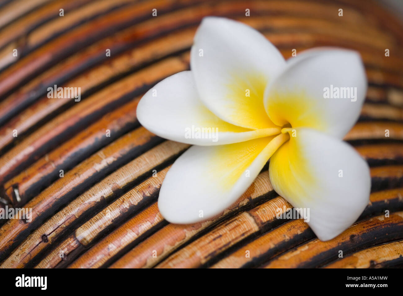 Frangipane flower rattan hi-res stock photography and images - Alamy