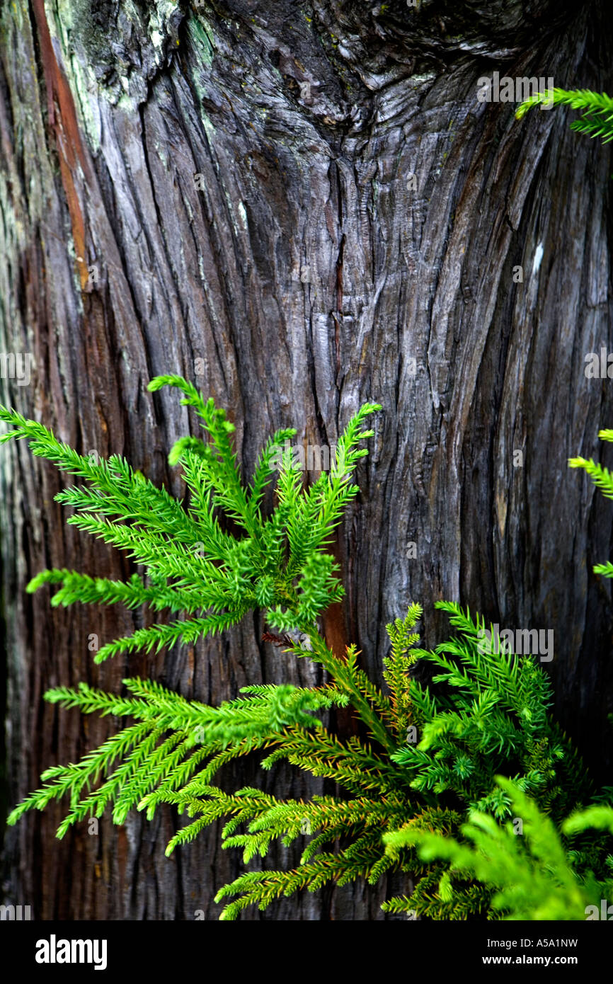 Fir tree's gnarled trunk with fresh growth at low level - Réunion Stock ...