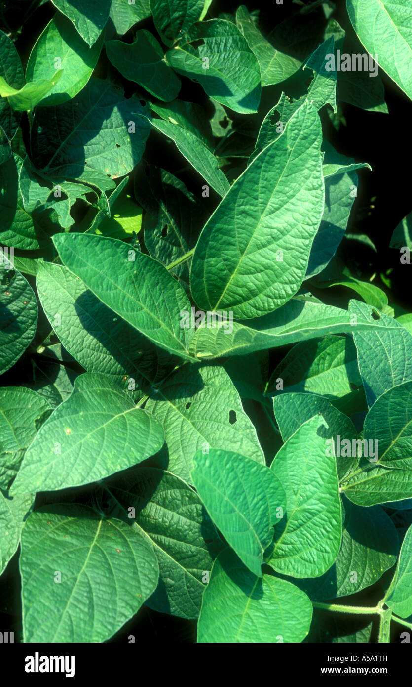 Genetically Modified Soya growing on farm in Virginia , USA Stock Photo ...