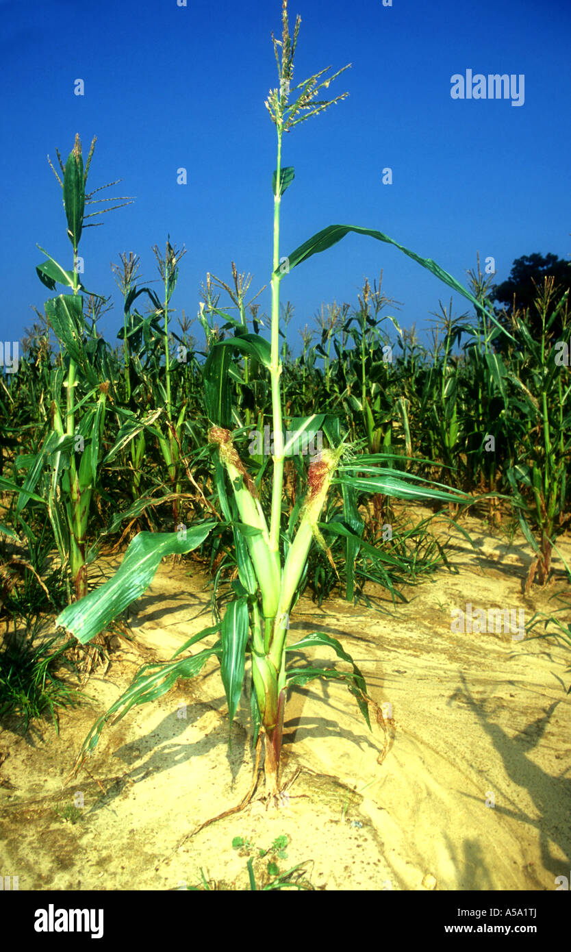 Maize plant growing in Virginia , USA Stock Photo - Alamy