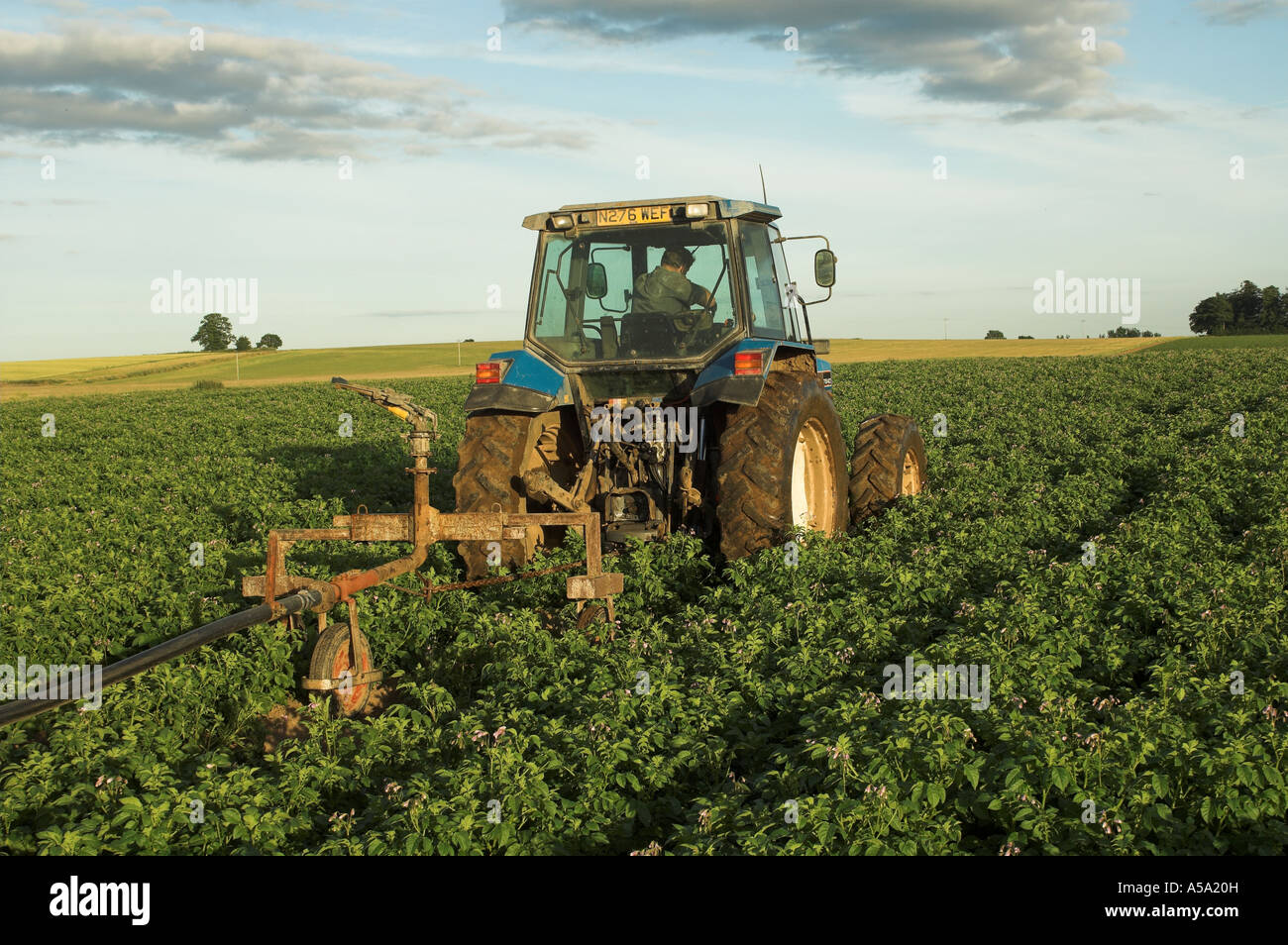 Farmer irrigating field of Maris Piper potatoes Stock Photo - Alamy