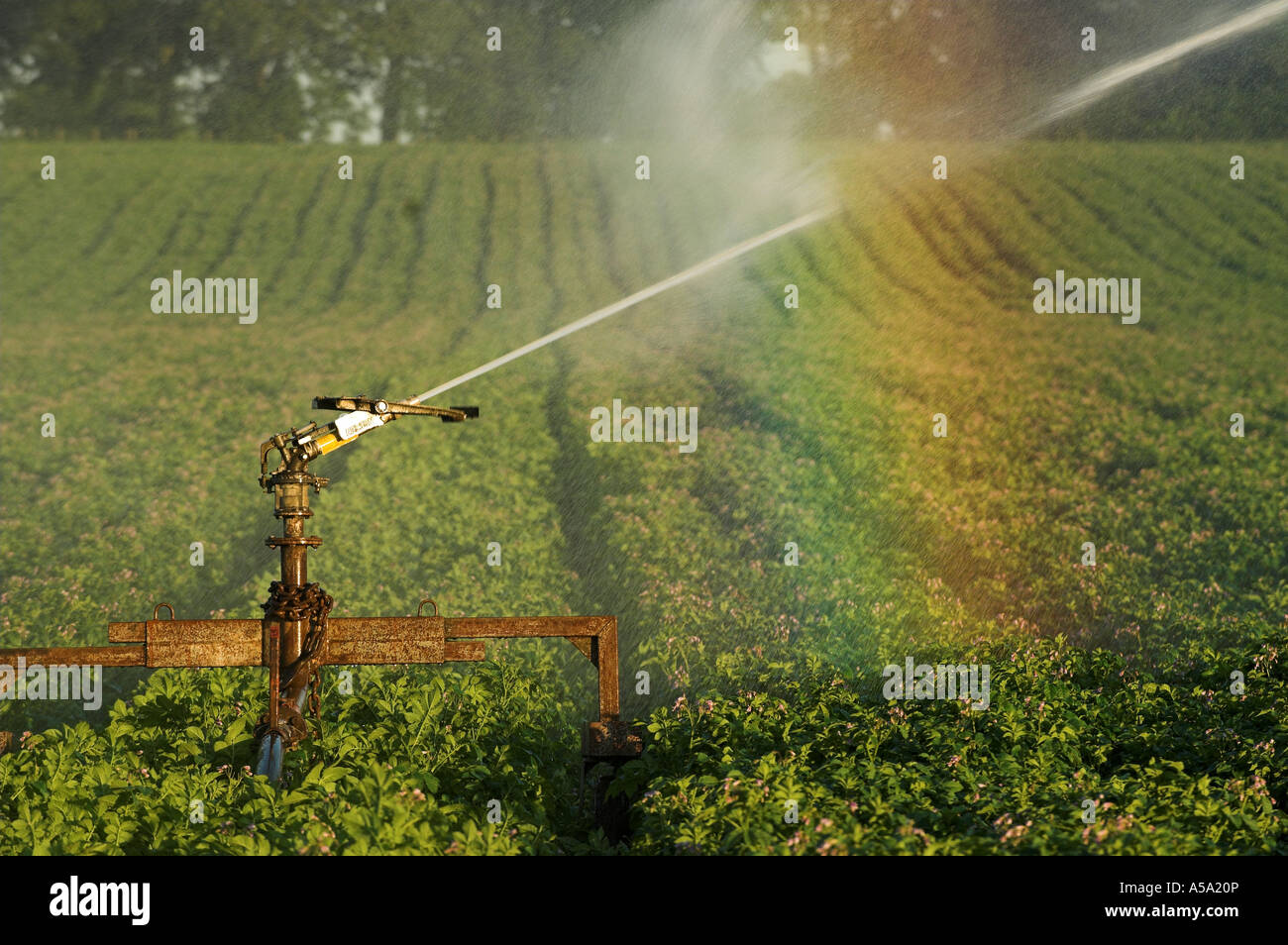 Irrigation Water being sprayed onto potato crop and rainbow forming in ...