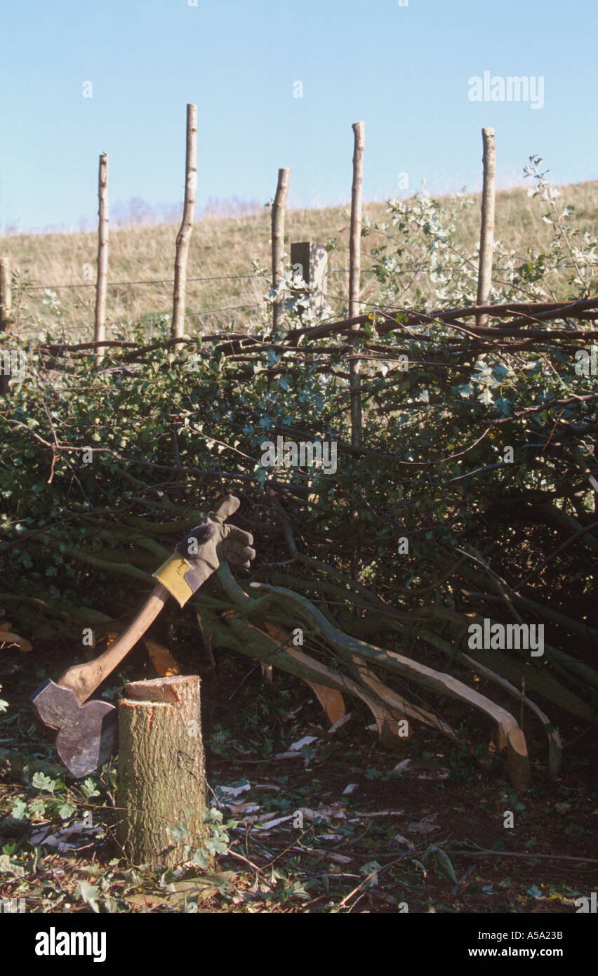 Hedge laying competition hi-res stock photography and images - Alamy