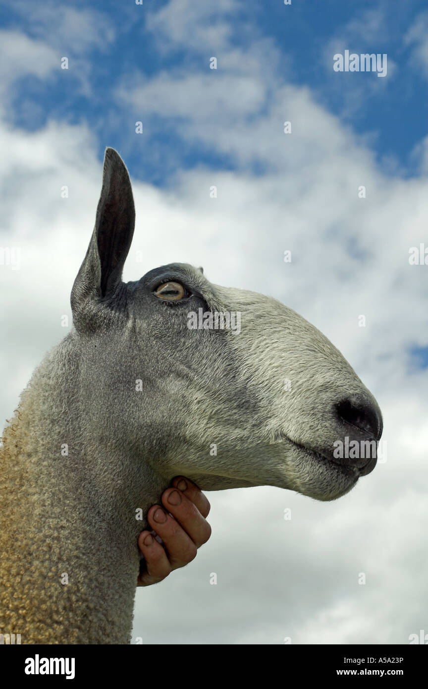Blue Faced Leicester sheep head Stock Photo - Alamy
