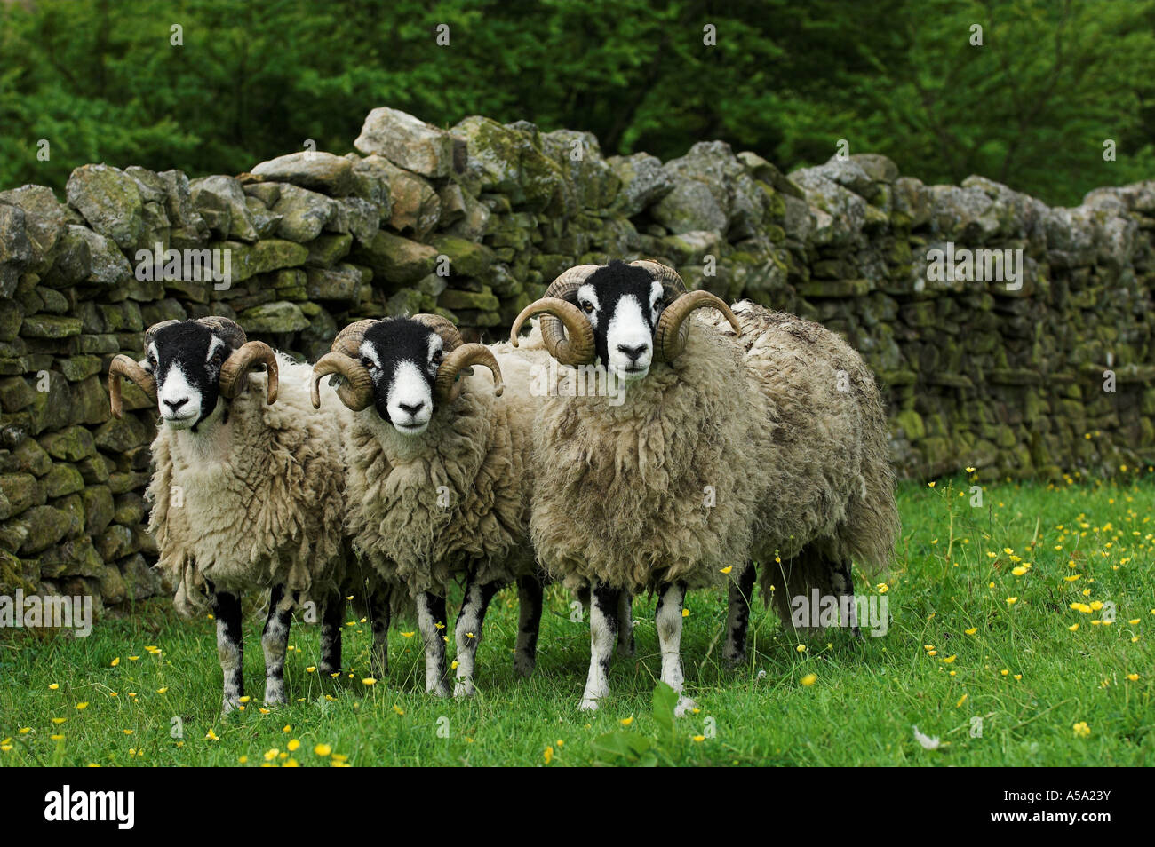 Swaledale Rams in front of stone wall Stock Photo - Alamy