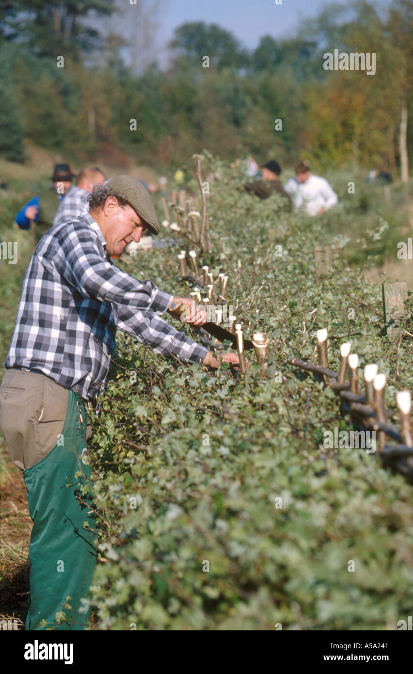 Hedge laying bend hi-res stock photography and images - Alamy