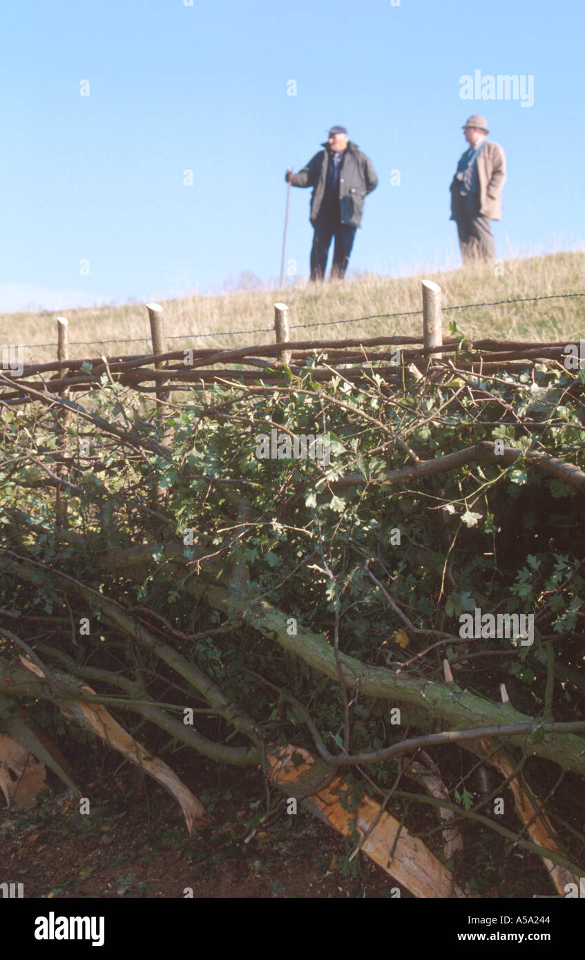 Hedge laying bend hi-res stock photography and images - Alamy