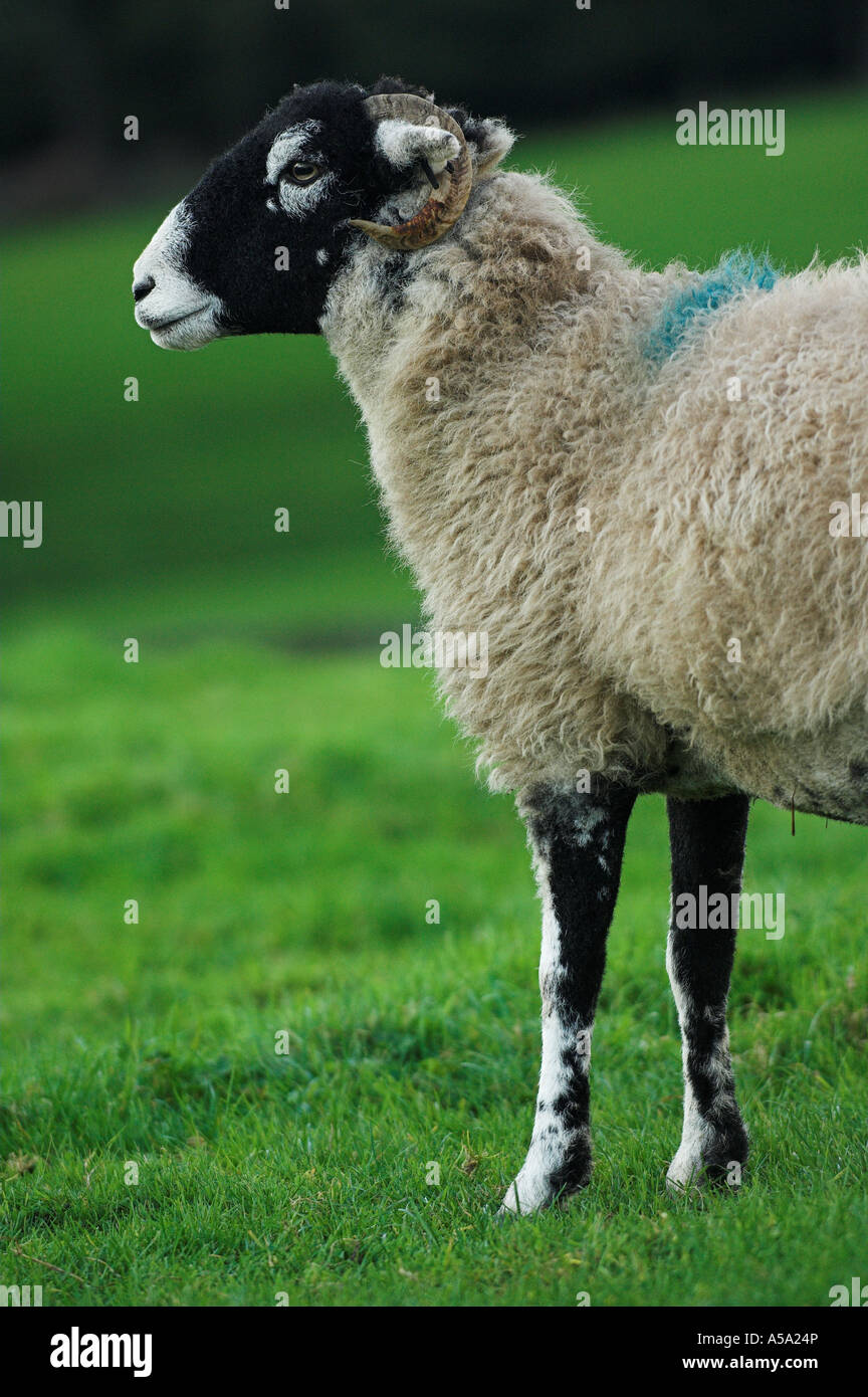 Swaledale ewes in field Stock Photo - Alamy