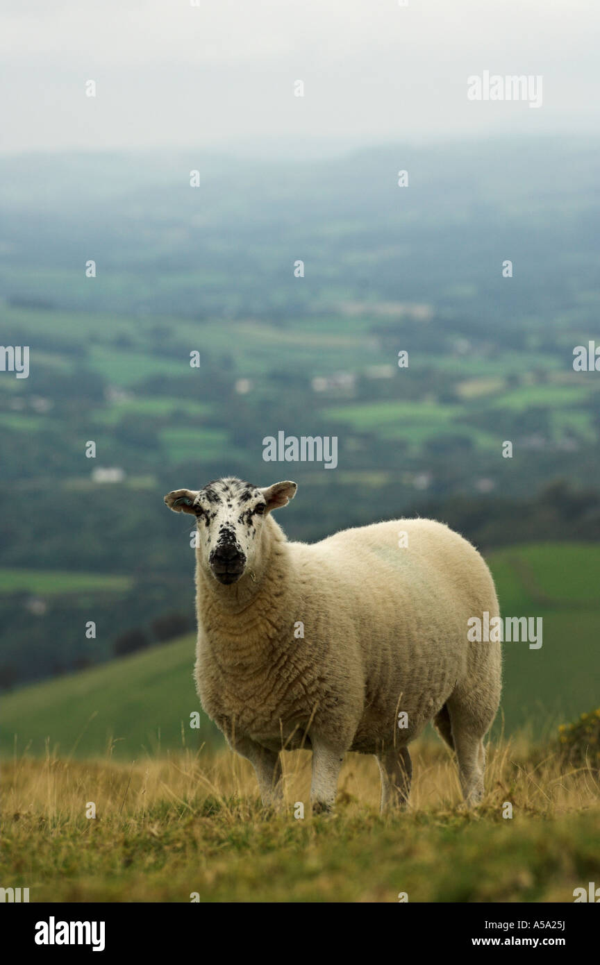 Beulah speckled faced sheep hi-res stock photography and images - Alamy