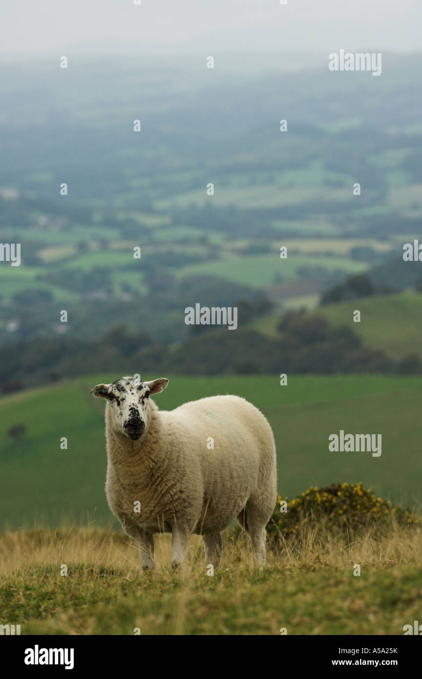 Beulah Speckled Faced ewe on moorland overlooking Welsh valleys Stock ...