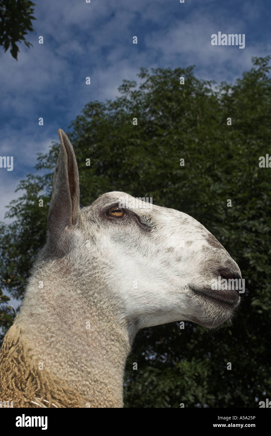 Blue Faced Leicester sheep head Stock Photo - Alamy