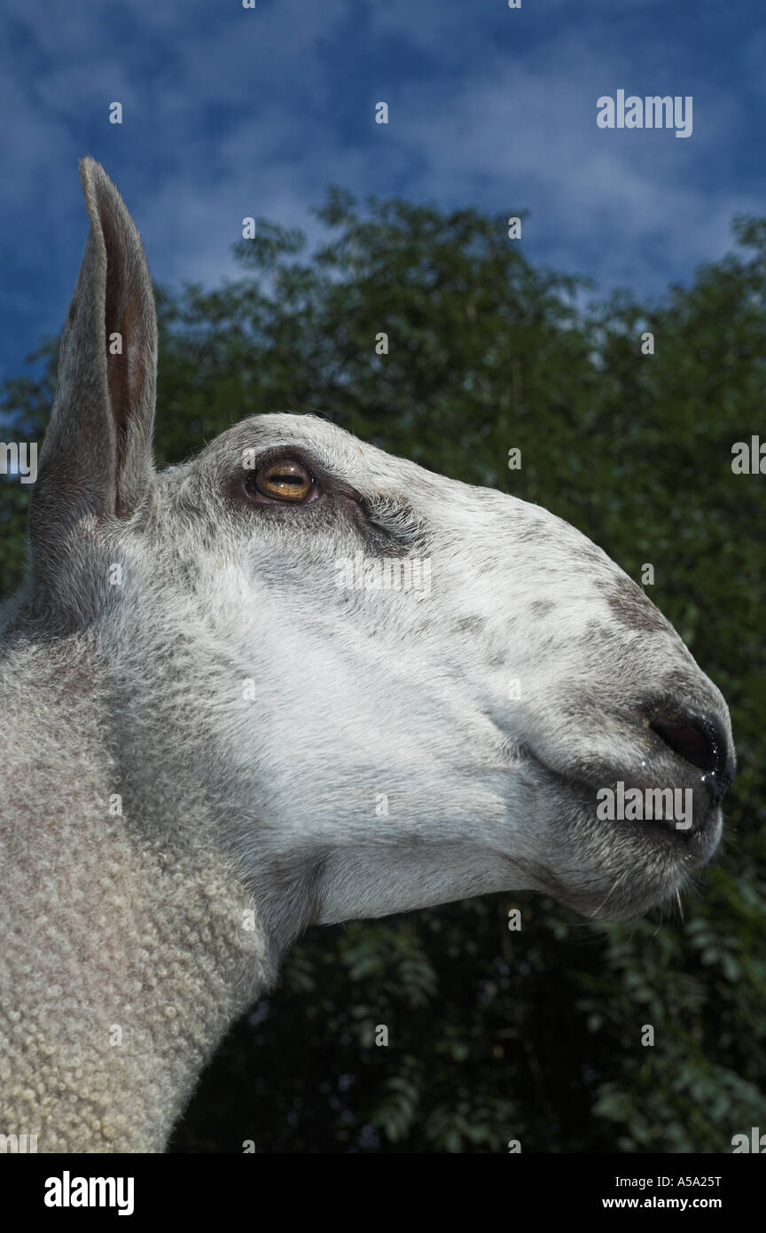 Blue Faced Leicester sheep head Stock Photo - Alamy
