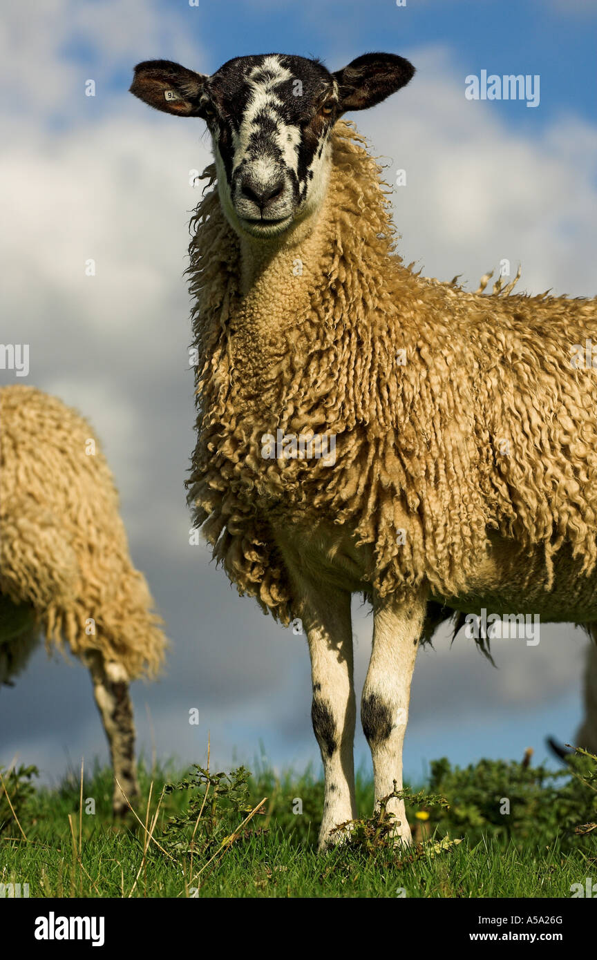 Close up of Mule Gimmer lamb Stock Photo - Alamy