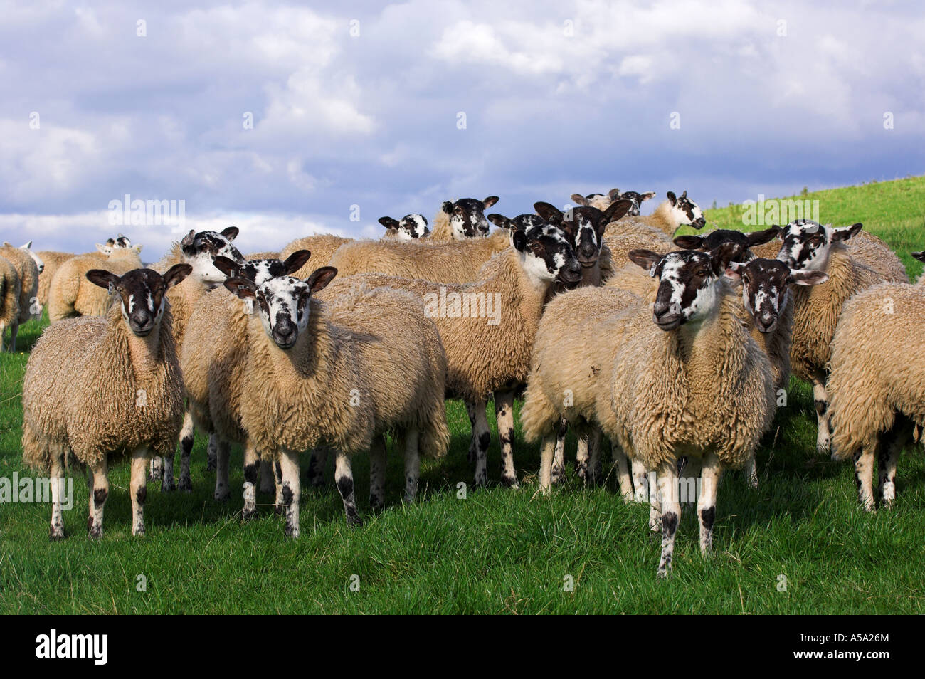 Flock of Mule Gimmer lambs ready for sale Stock Photo - Alamy