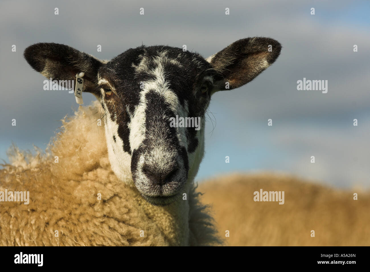 Blackface gimmer hi-res stock photography and images - Alamy