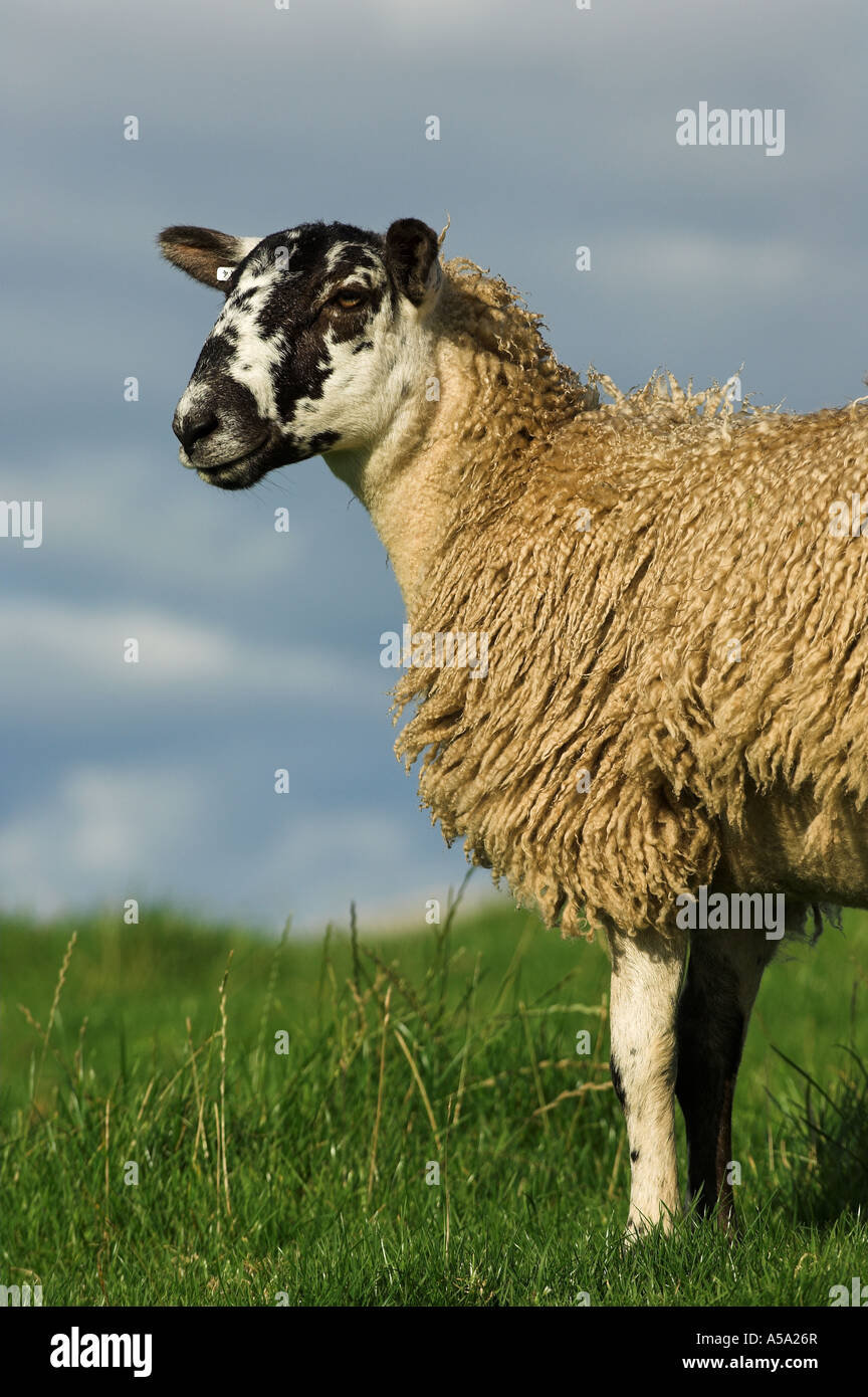 Close up of Mule Gimmer lamb Stock Photo - Alamy
