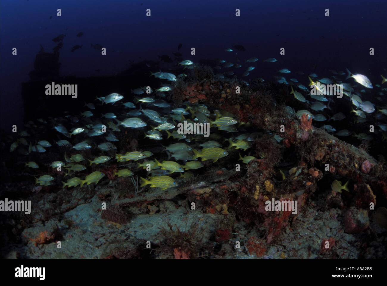 Spearman s Barge Artificial Reef Stock Photo - Alamy