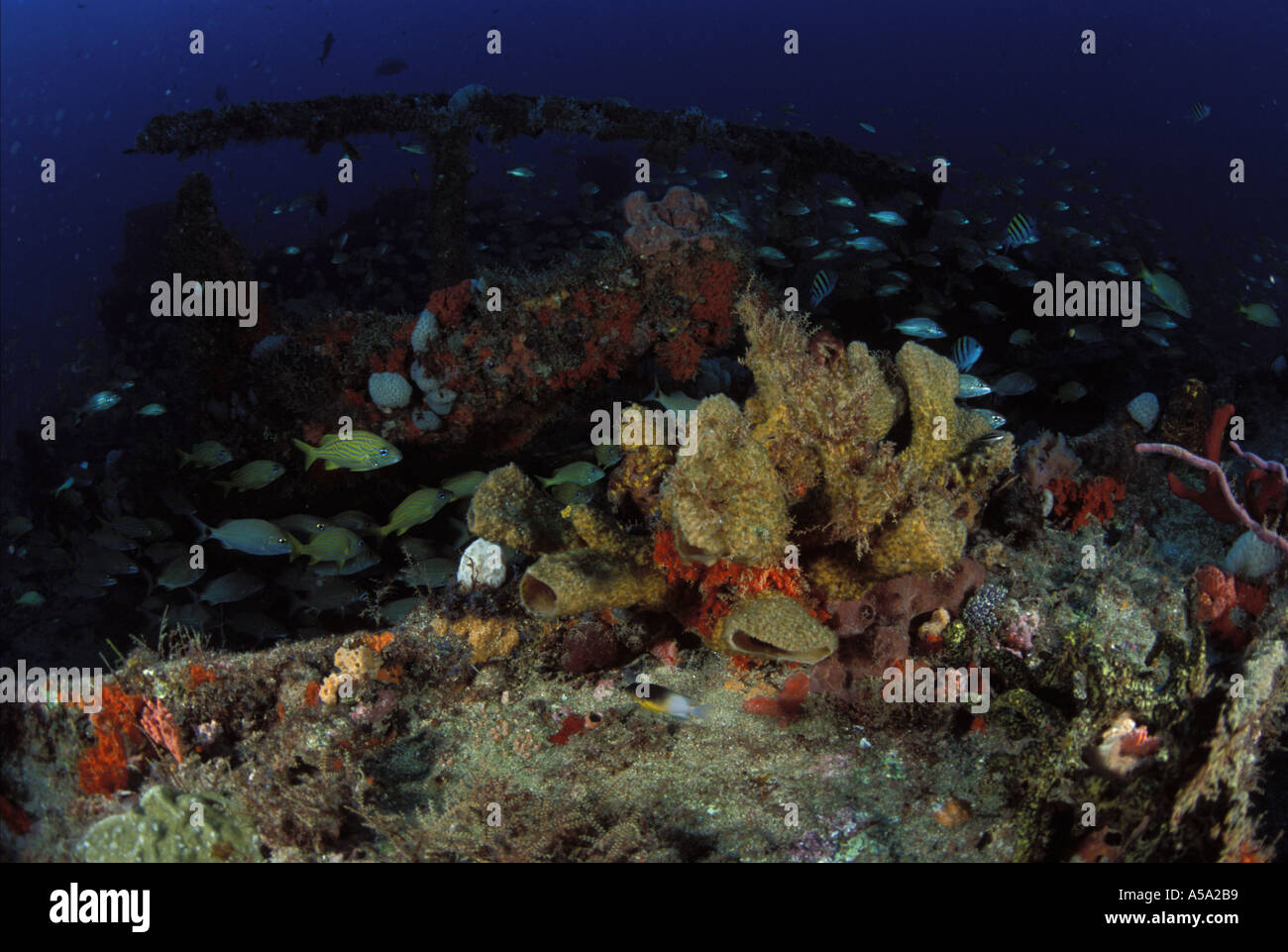 Spearman s Barge Artificial Reef Stock Photo - Alamy