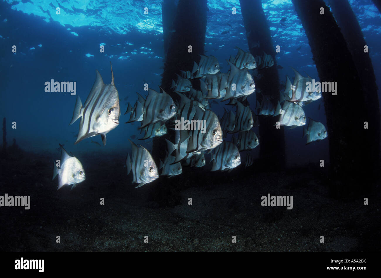 Atlantic Spadefish Chaetodipterus faber Stock Photo - Alamy