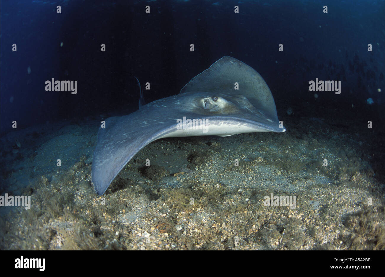Southern Stingray Dasyatis americana Stock Photo - Alamy