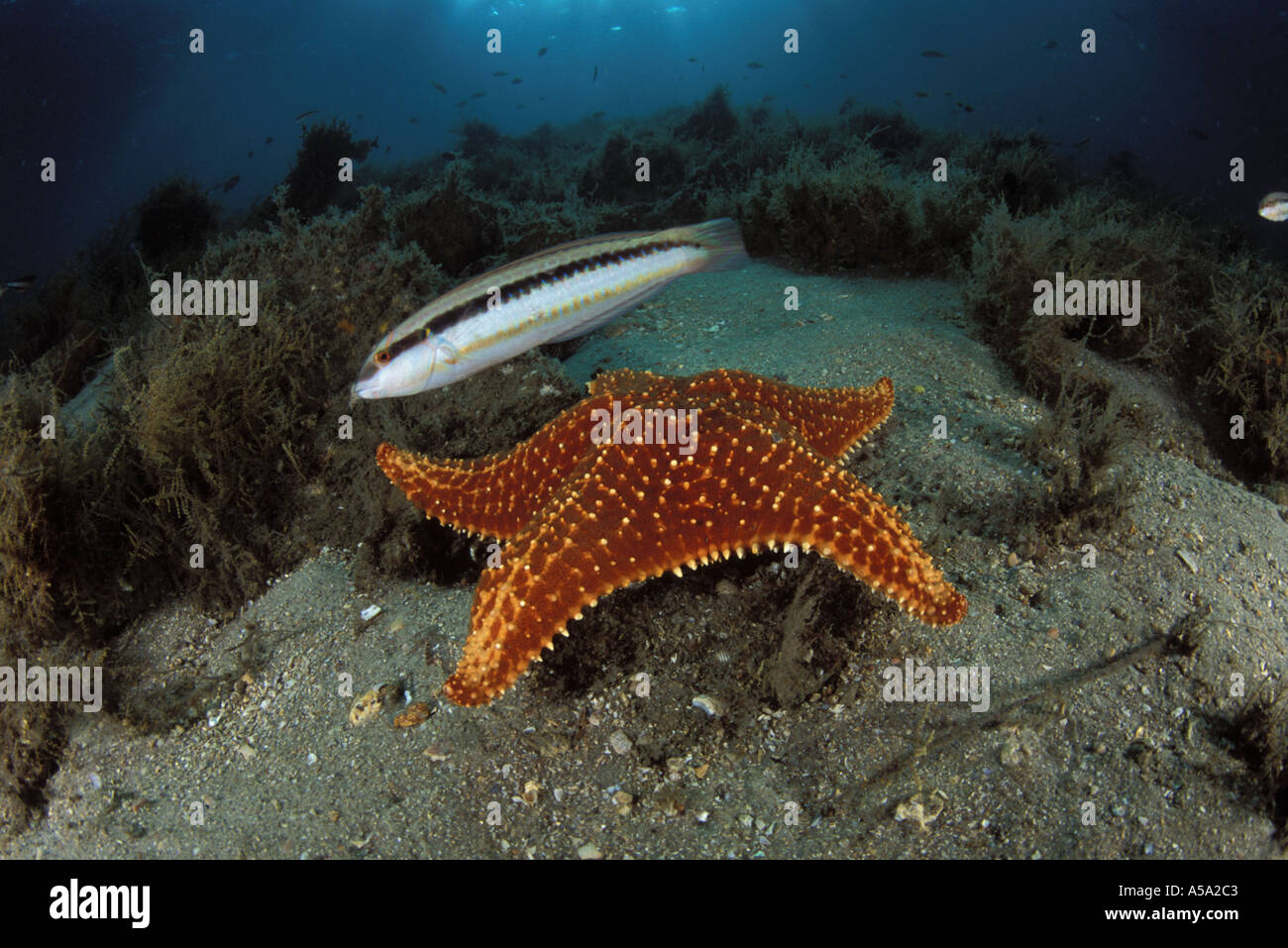 Sea Star Oreaster reticulatus wrasse Halichoeres bivittatus Stock Photo ...