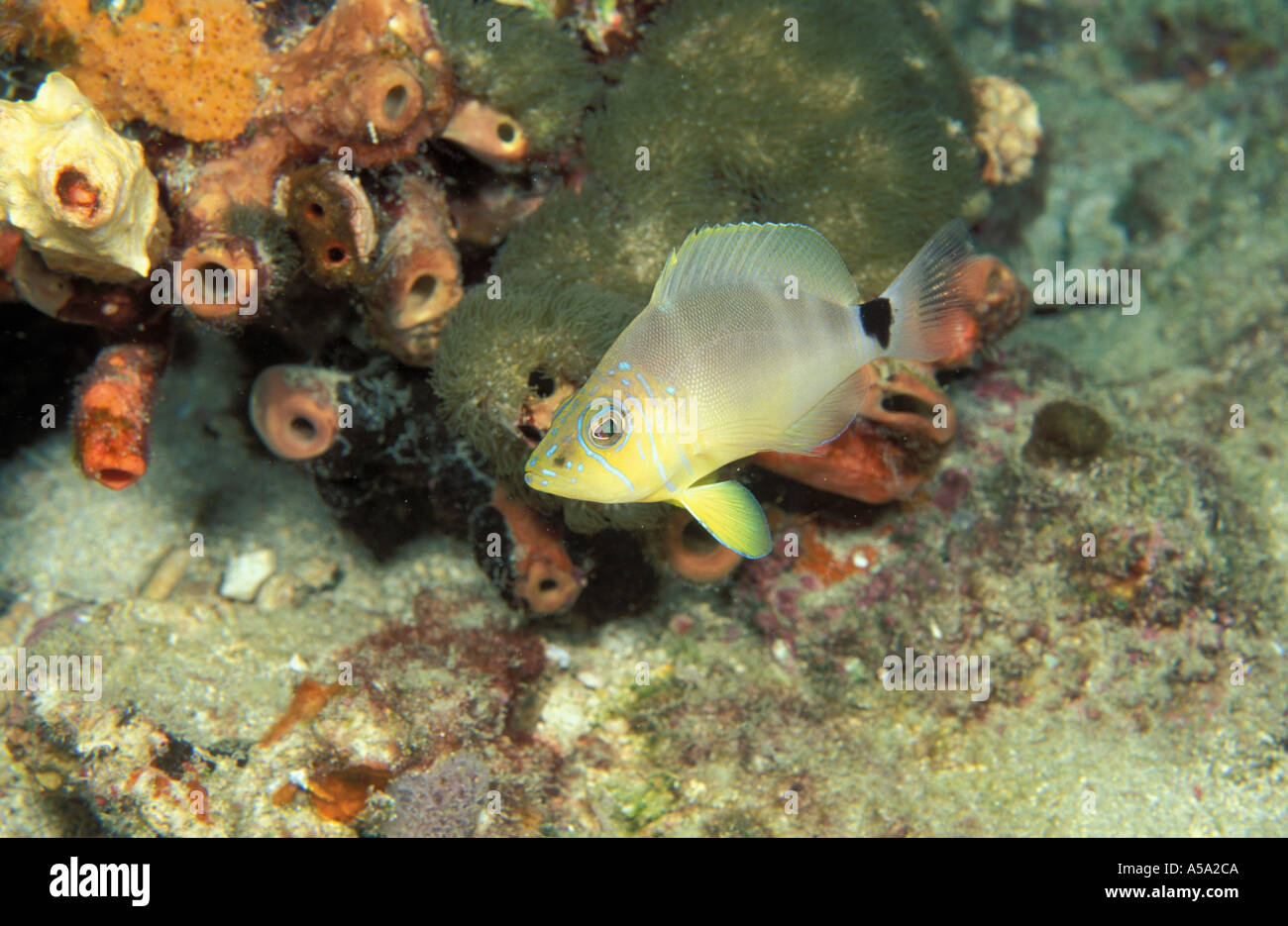 Butter hamlet hi-res stock photography and images - Alamy