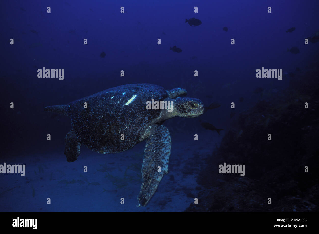 Pacific green turtle costa rica hi-res stock photography and images - Alamy