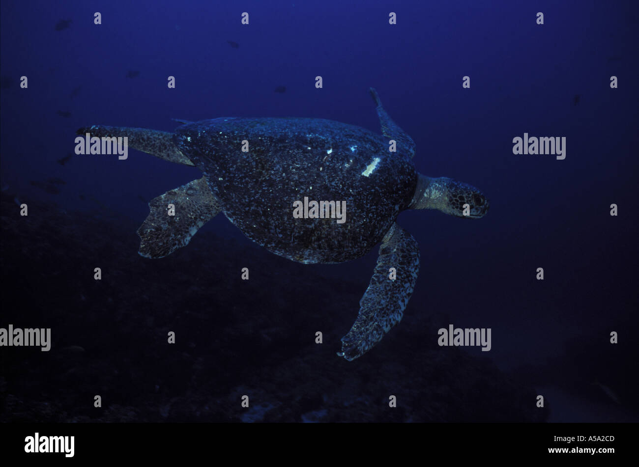 Pacific green turtle costa rica hi-res stock photography and images - Alamy