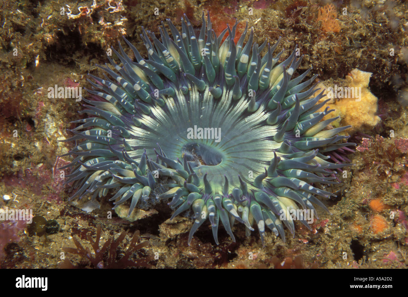 Anthopleura elegantissima hi-res stock photography and images - Alamy