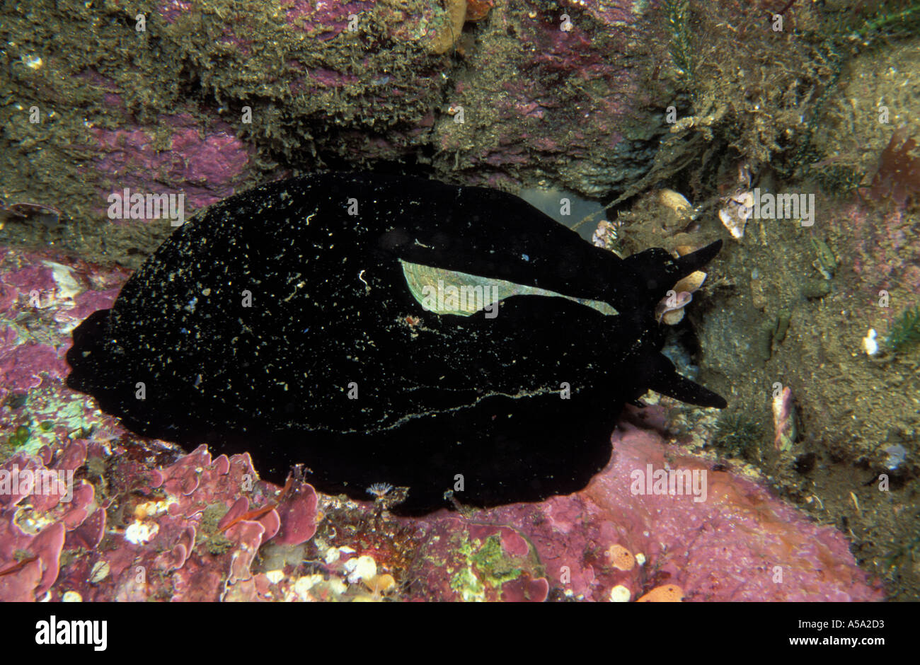 Shield shell hi-res stock photography and images - Alamy