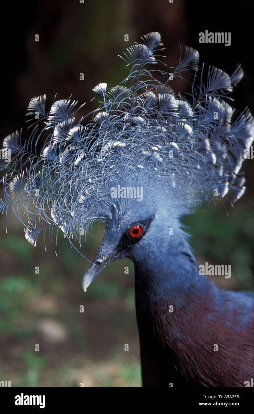 Victoria Crowned Pigeon Goura victoria Stock Photo - Alamy