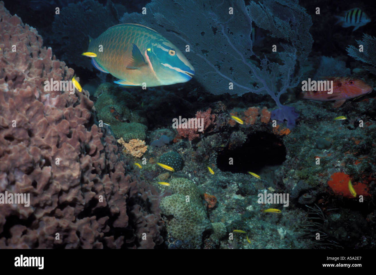 Spotlight parrotfish hi-res stock photography and images - Alamy