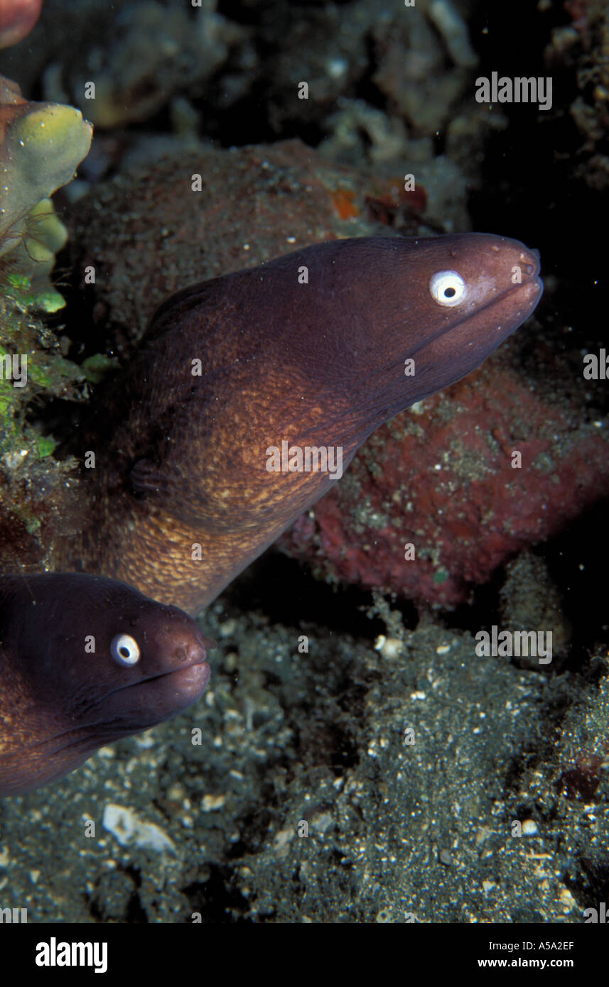 White eye Morays Siderea thyrsoidea Stock Photo - Alamy