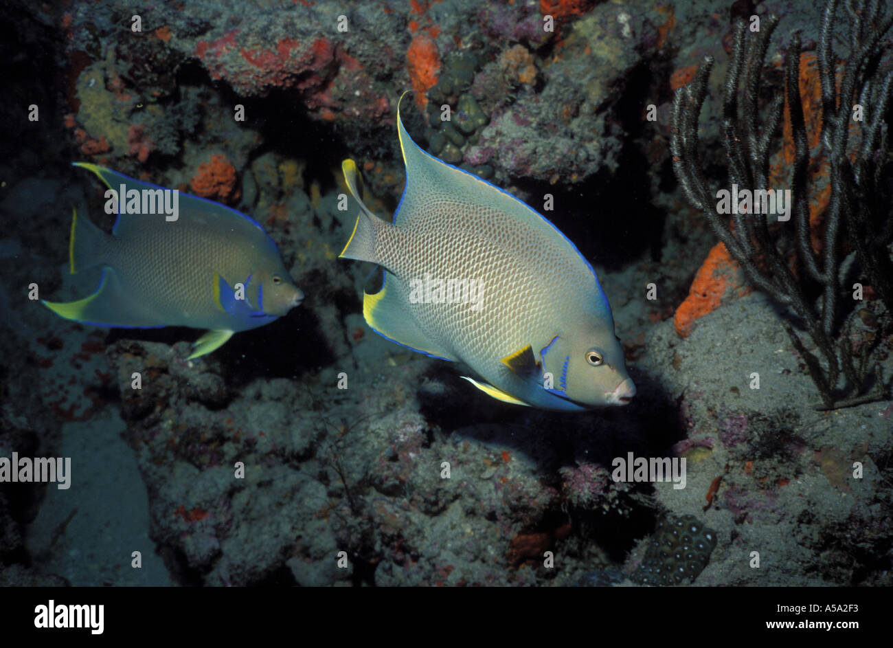 Blue Angelfish Holacanthus bermudensis Stock Photo - Alamy