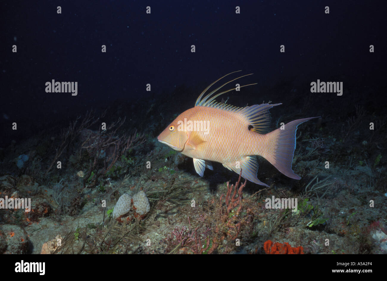 Hog Snapper Lachnolaimus maximus Stock Photo - Alamy