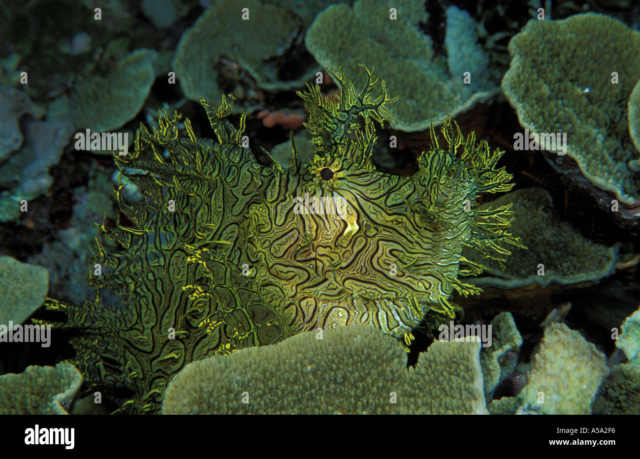 Merlet s Scorpionfish Rhinopias aphanes Stock Photo - Alamy