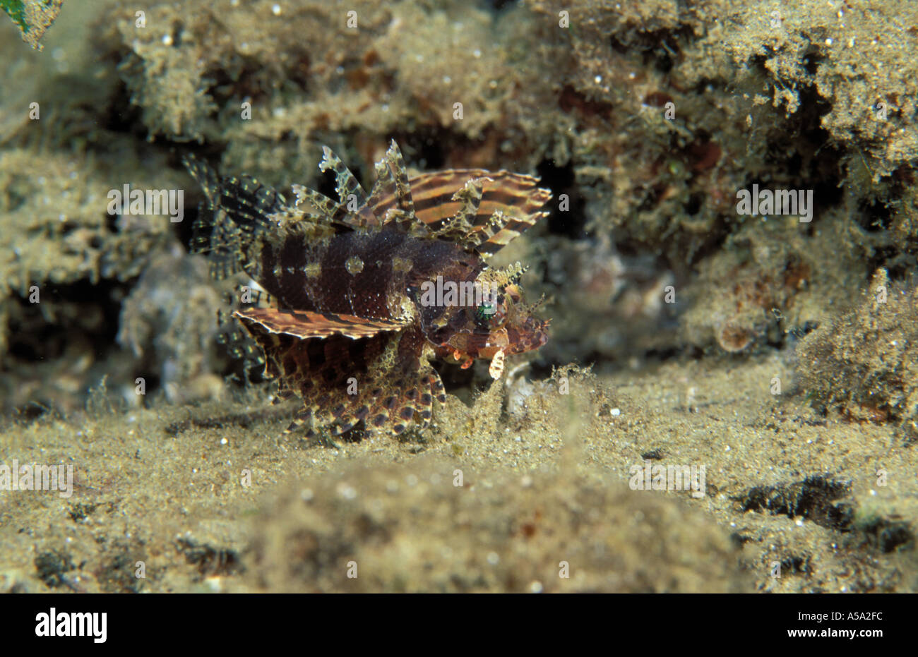 Dwarf Lionfish Dendrochirus brachypterus Stock Photo - Alamy