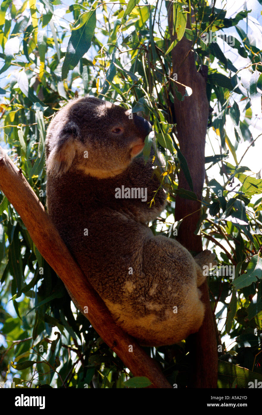 Queensland Australia Koala Bear In Eucalyptus Tree ( Phascolarctos ...