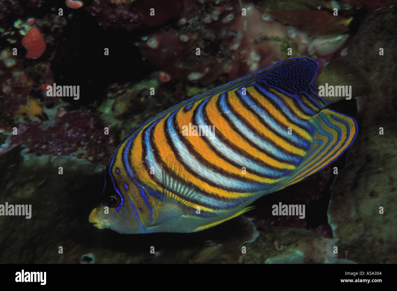 Regal Angelfish Pygoplites diacanthus Stock Photo - Alamy