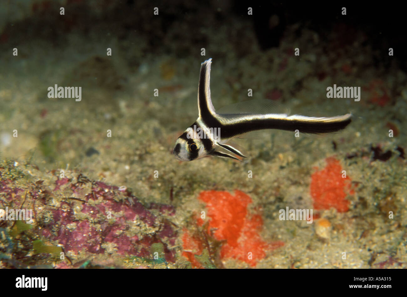 Equetus punctatus florida hi-res stock photography and images - Alamy