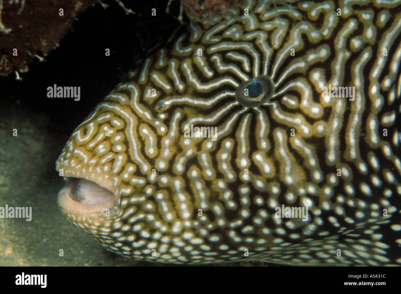 Map Puffer Arothron mappa Stock Photo - Alamy