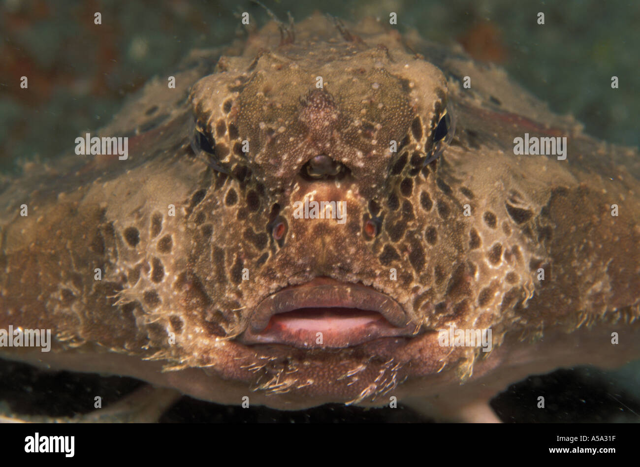 Walking Batfish Florida