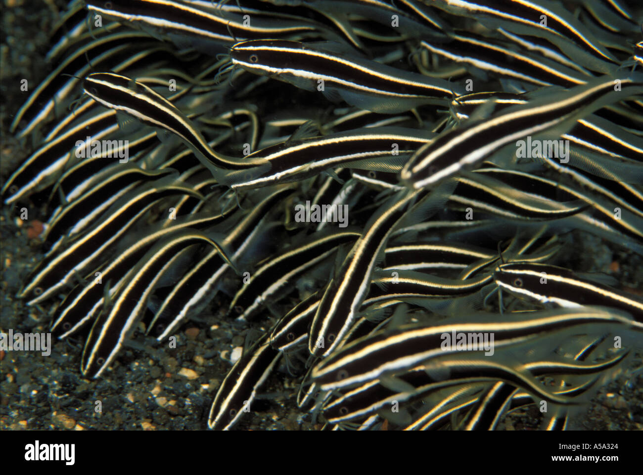 Striped Catfish Plotosus lineatus Stock Photo - Alamy