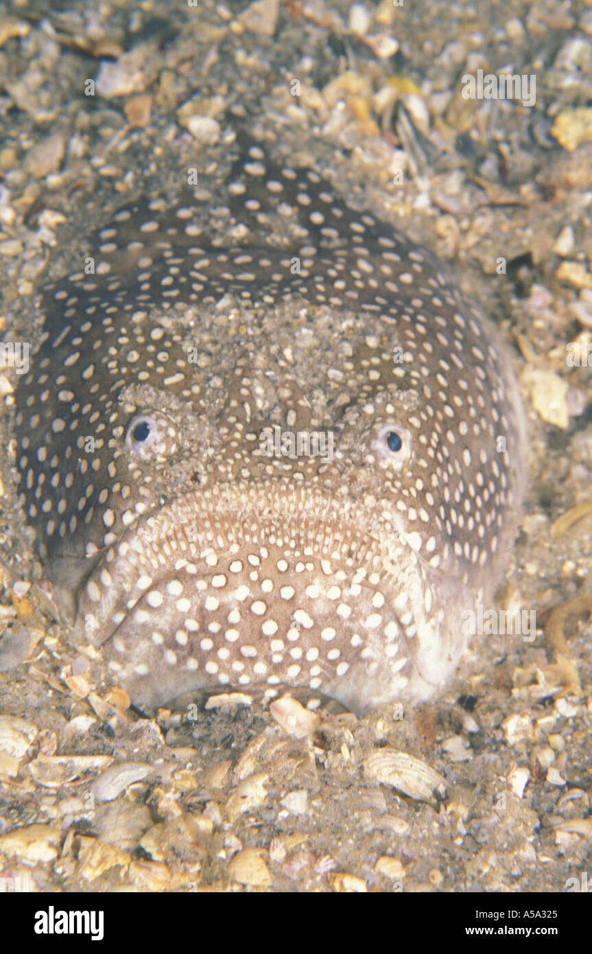 Northern Stargazer Astroscopus guttatus Stock Photo: 369445 - Alamy