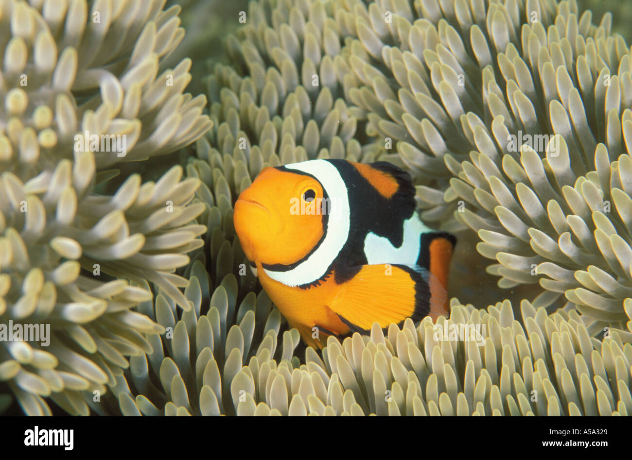 Percula Clown Amphiprion percula Stock Photo - Alamy
