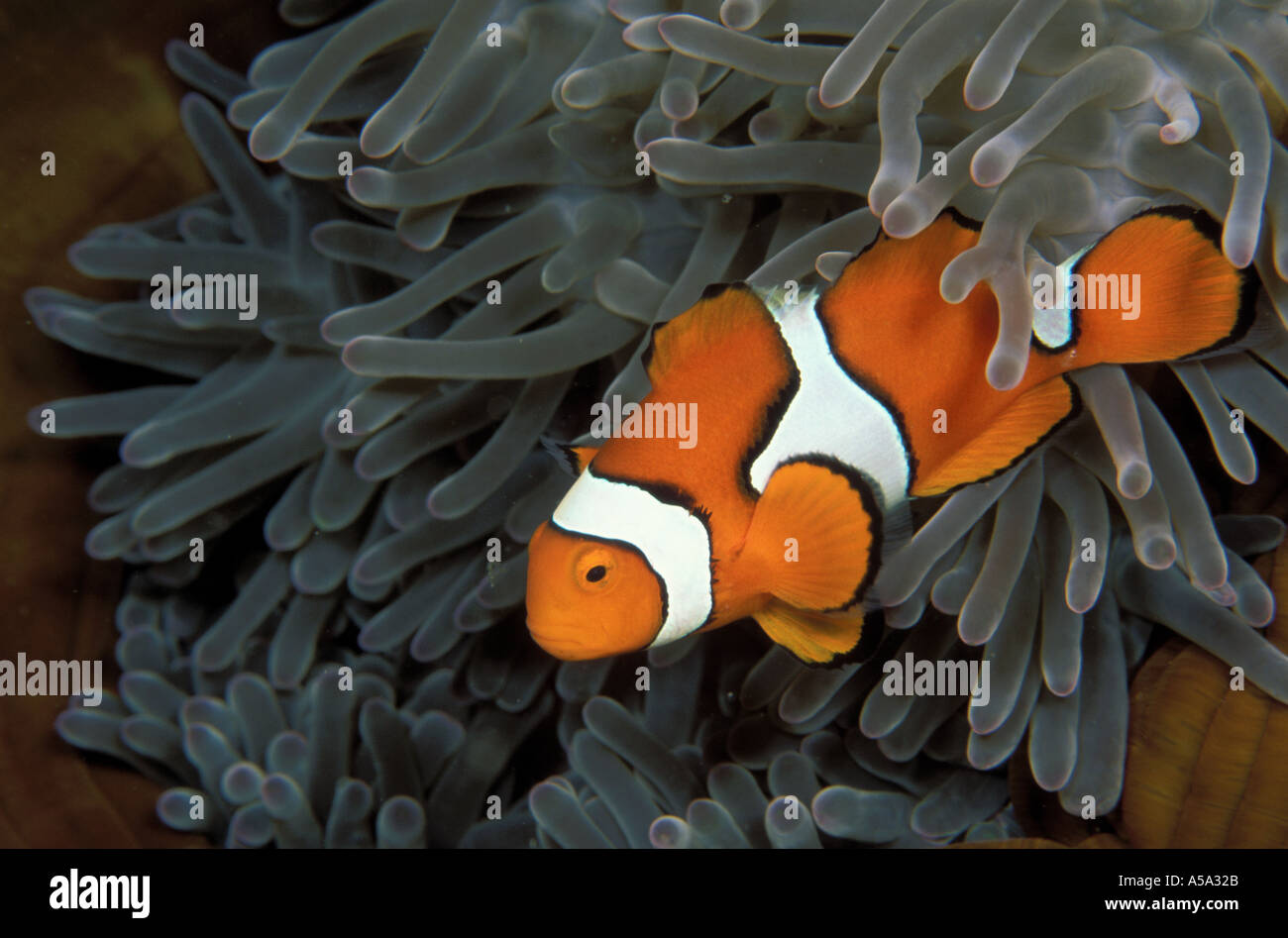 False Clownfish Amphiprion ocellaris Stock Photo - Alamy