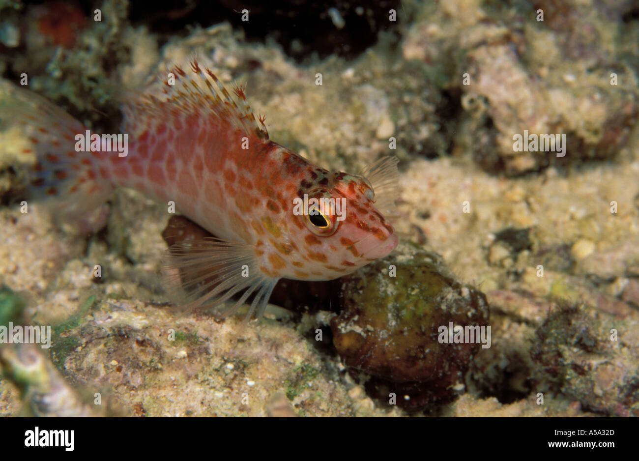 Pixy hawkfish hi-res stock photography and images - Alamy